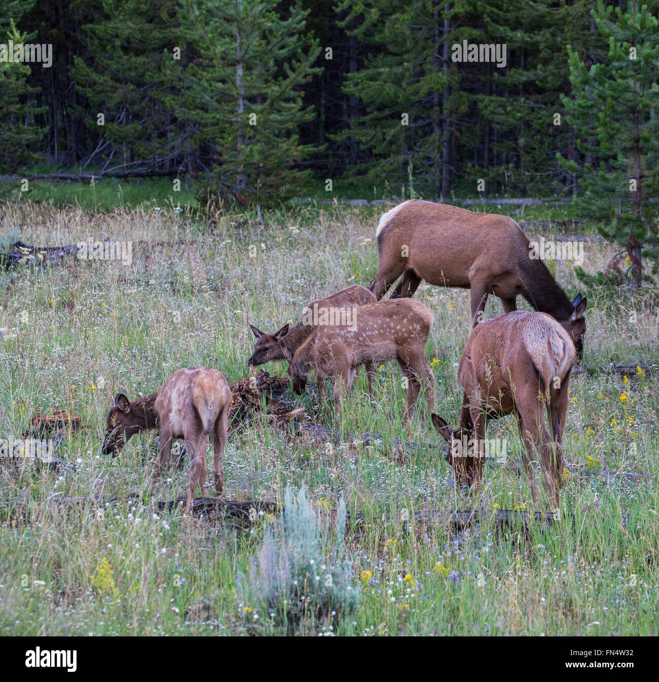 Young Elk in Yellowstone National Park Stock Photo - Alamy