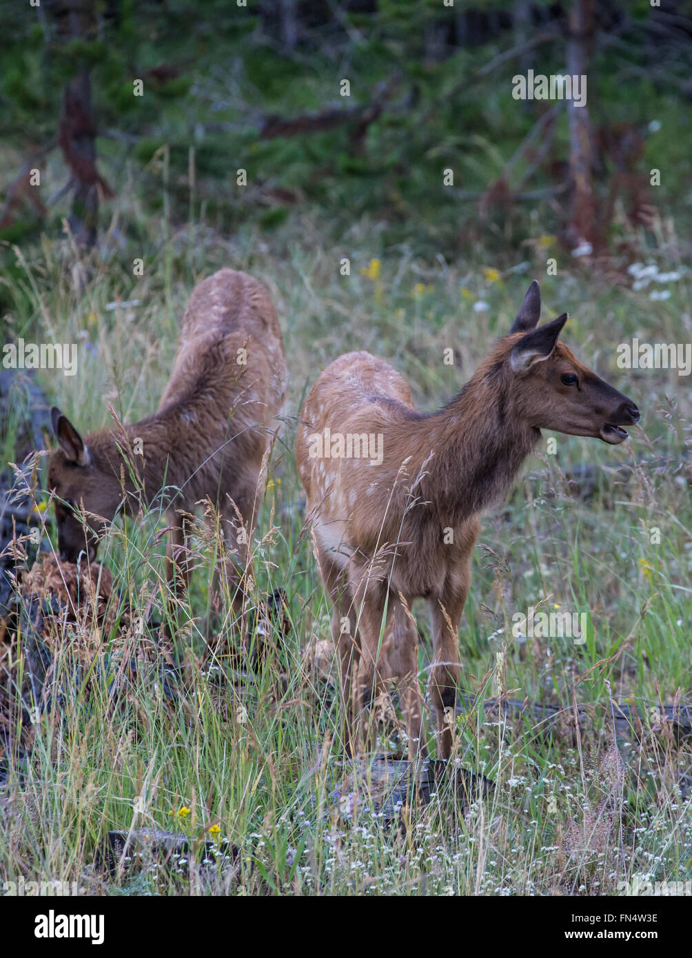 Young Elk in Yellowstone National Park Stock Photo - Alamy
