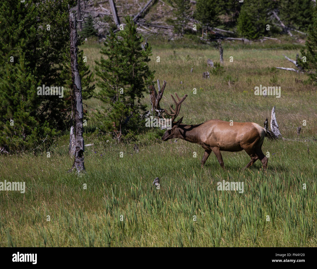 Yellowstone Bull Elk Stock Photo - Alamy