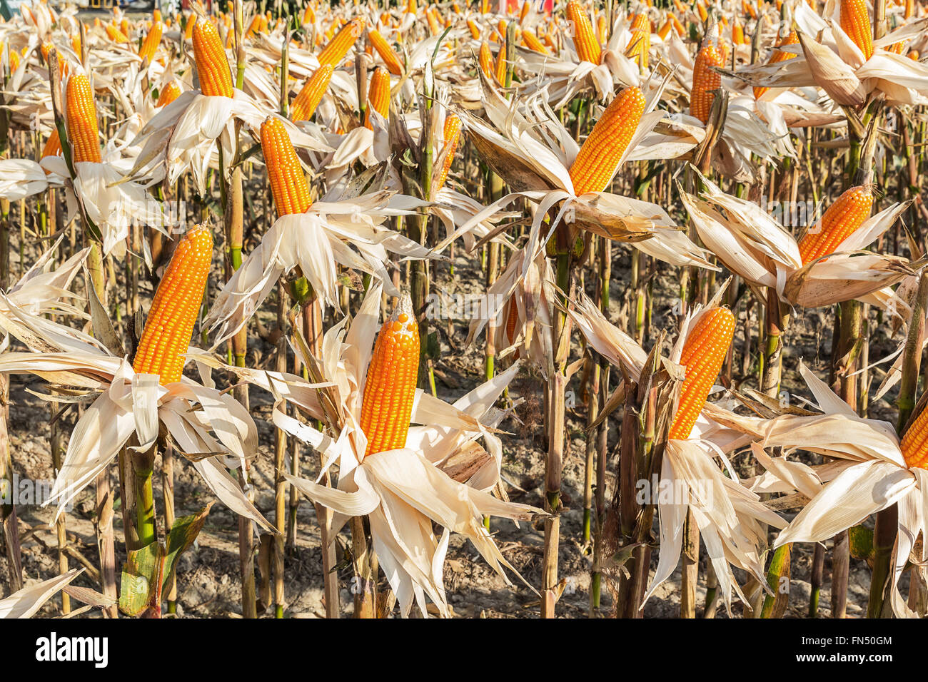 Shelled corn hi-res stock photography and images - Alamy
