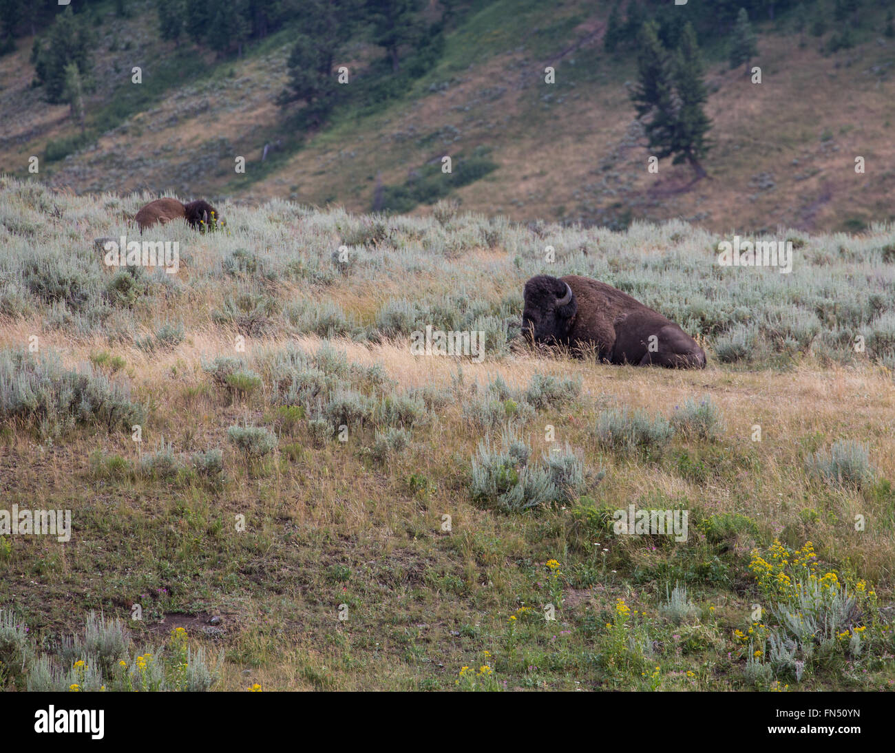 Bison in Lamar Valley Stock Photo - Alamy