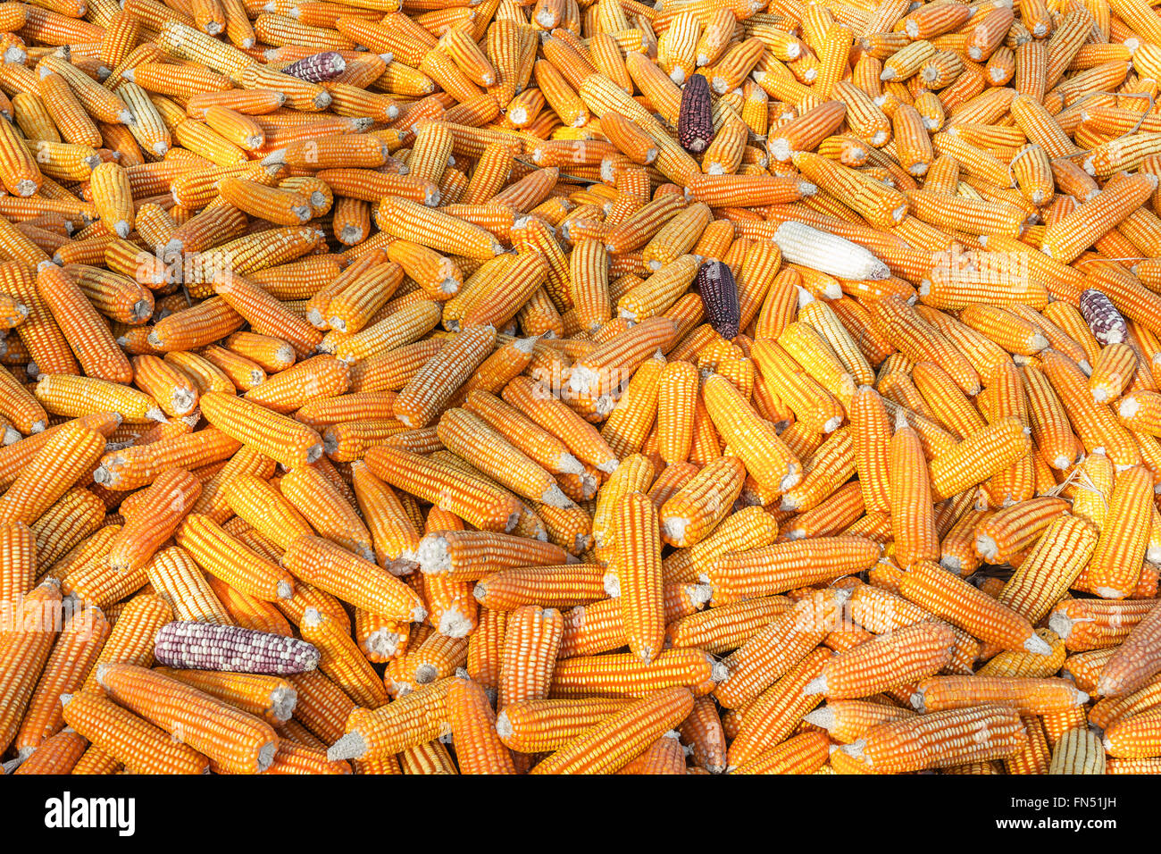 Pattern of Dried corn background Stock Photo - Alamy