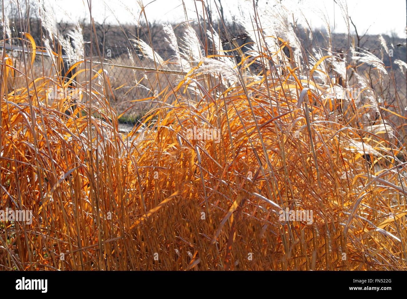 yellow dry straw against the morning sunlight Stock Photo - Alamy