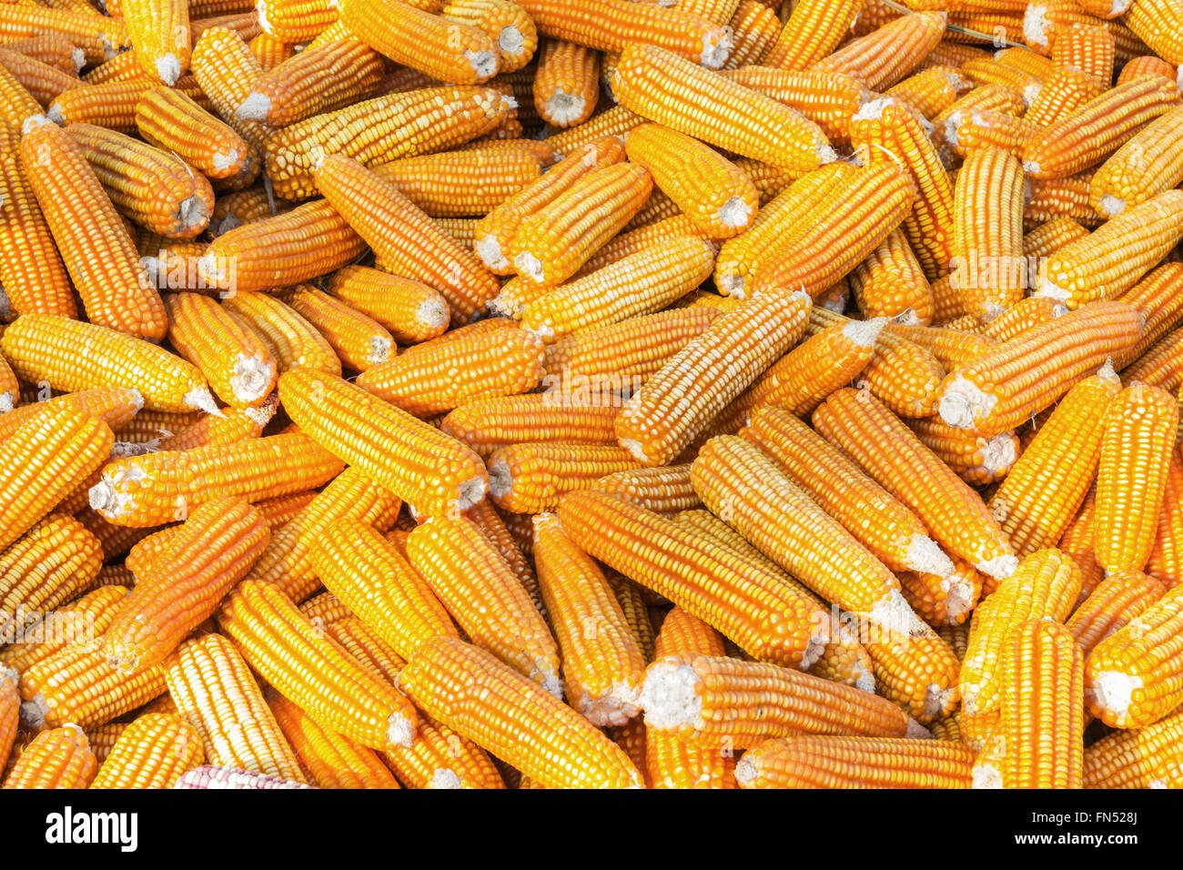 Pattern of Dried corn background Stock Photo - Alamy