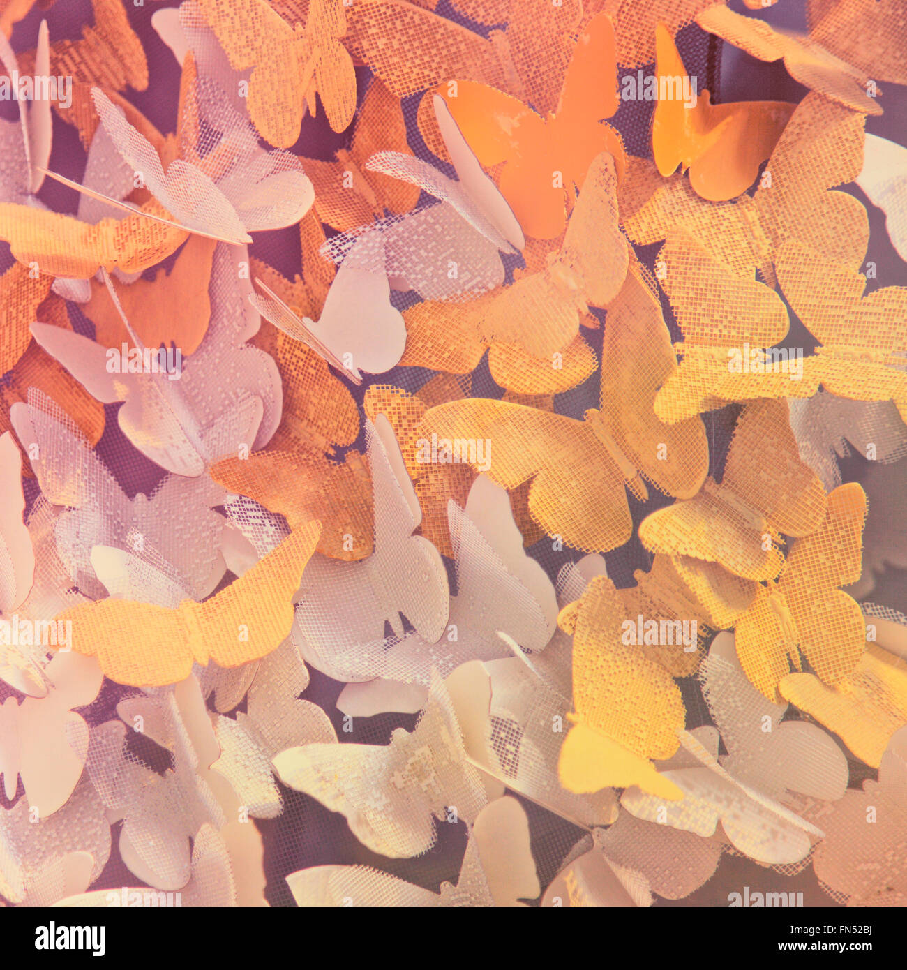 Butterfly collection display hi-res stock photography and images - Alamy