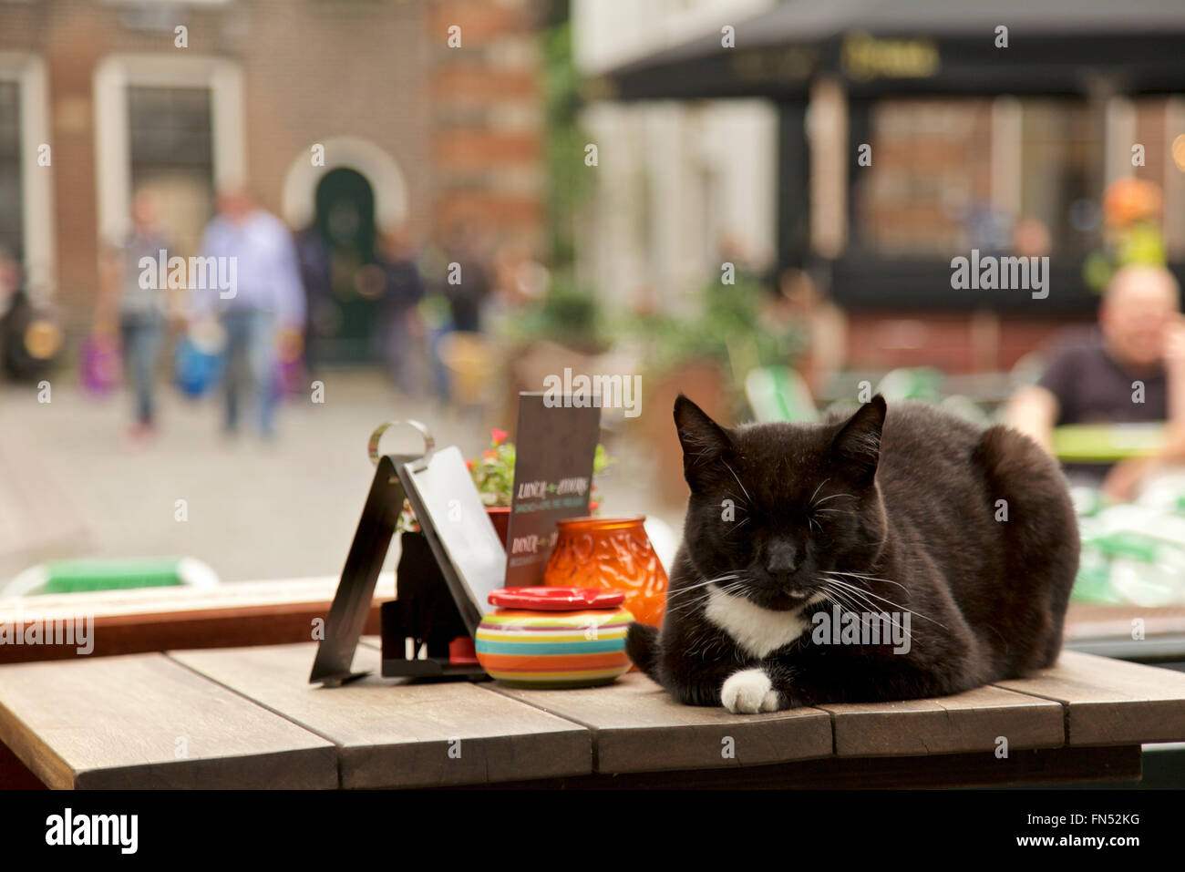 Cat sleeping on a café table, Europe Stock Photo - Alamy