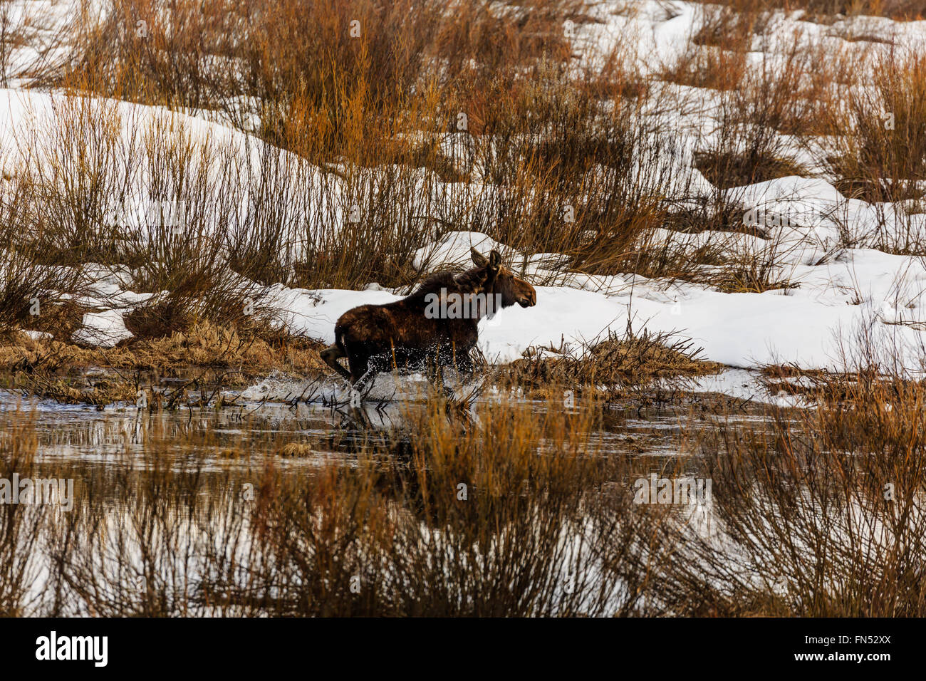 Moose running snow hi-res stock photography and images - Alamy