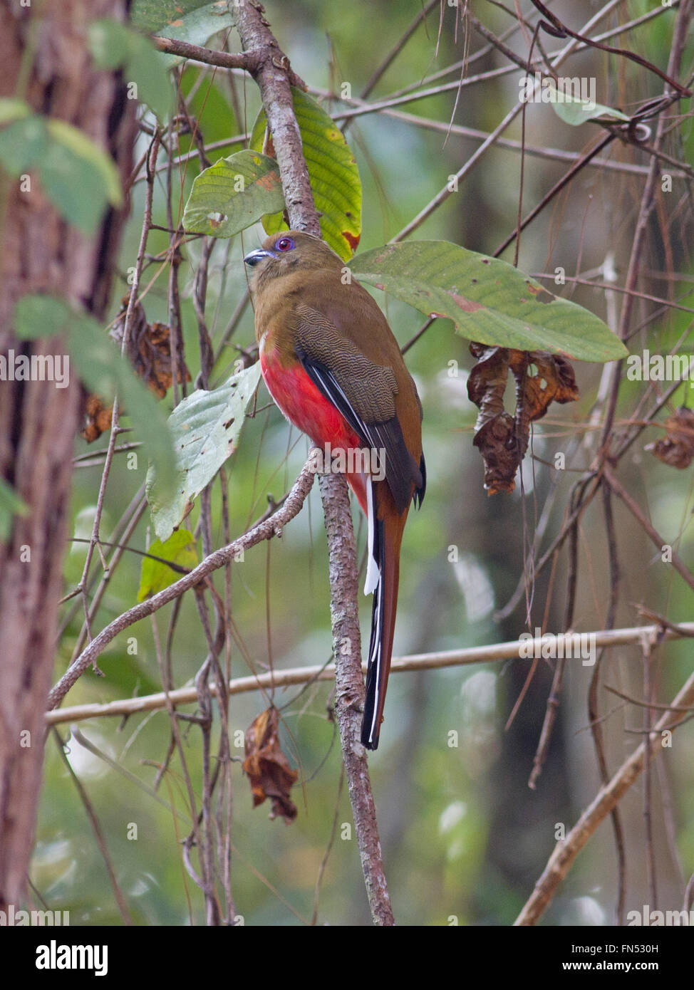 Red trogon hi-res stock photography and images - Alamy