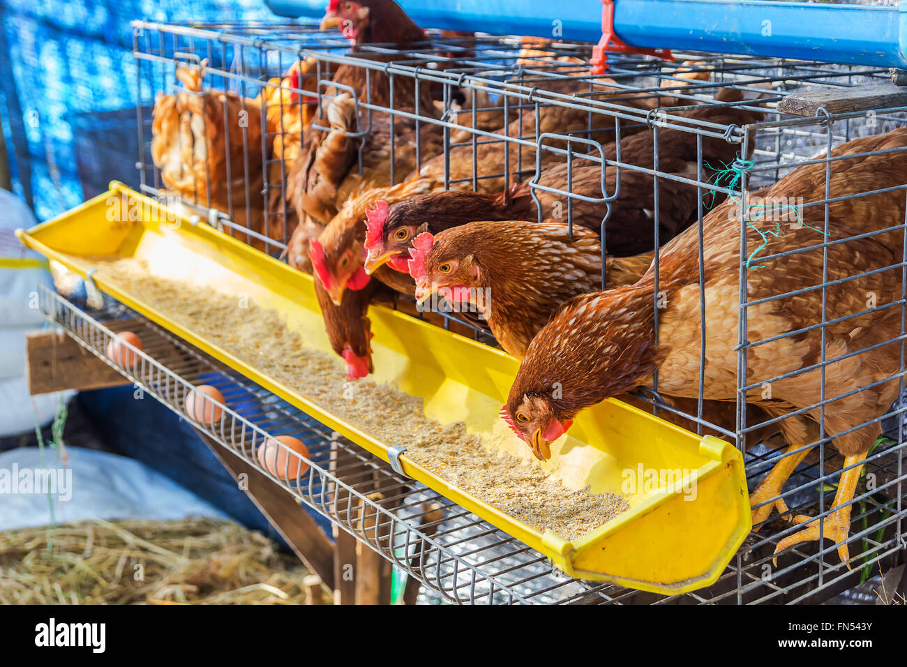 Scarlet chickens hi-res stock photography and images - Alamy