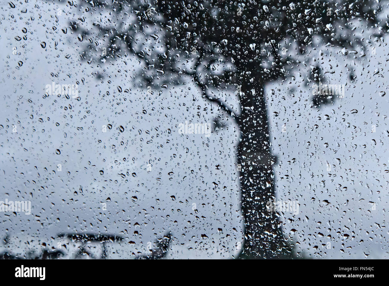 raindrop and big tree Stock Photo - Alamy