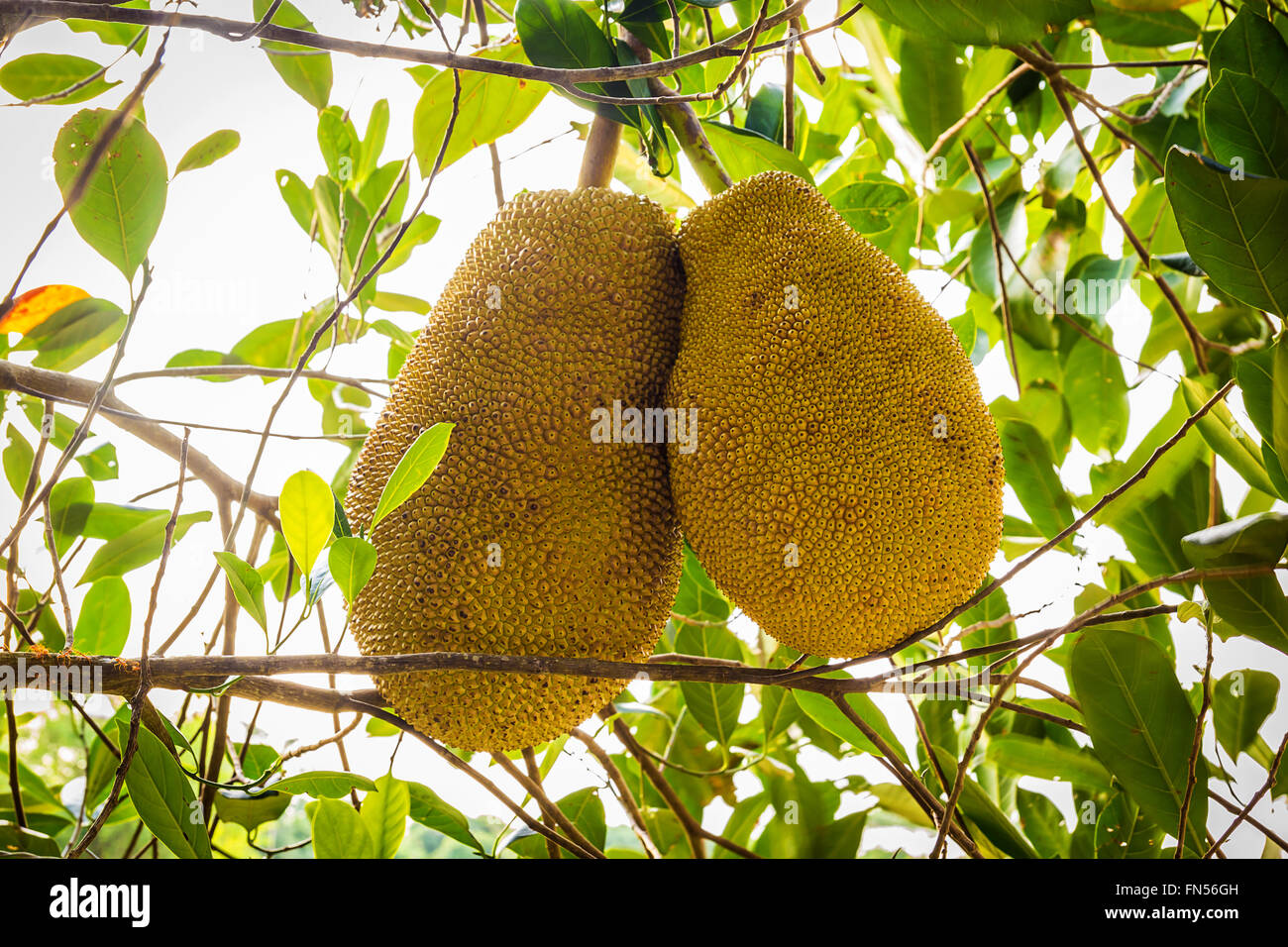 Green jackfruit hi-res stock photography and images - Alamy