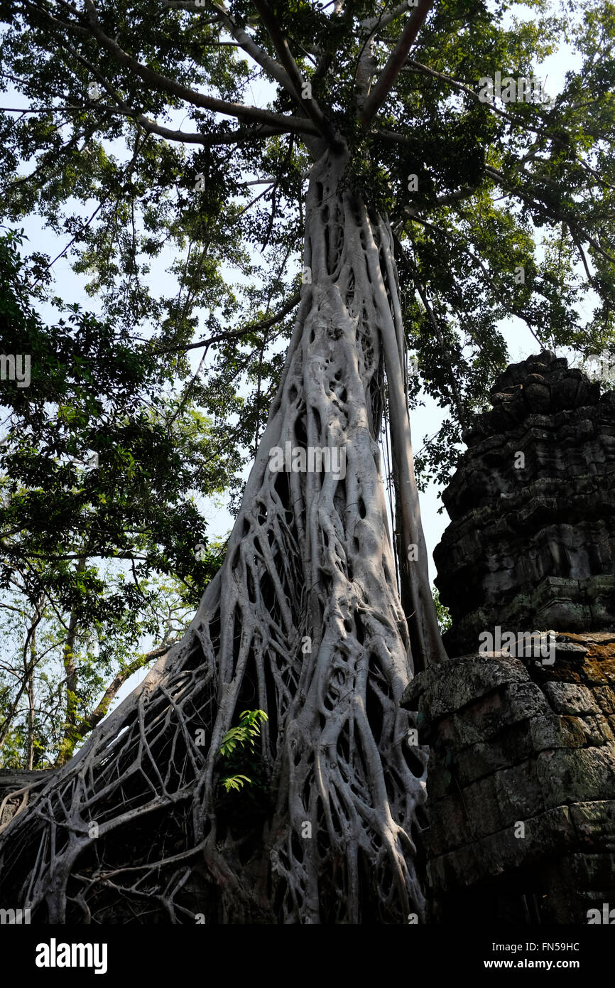 Tree growing in ancient temple hi-res stock photography and images - Alamy