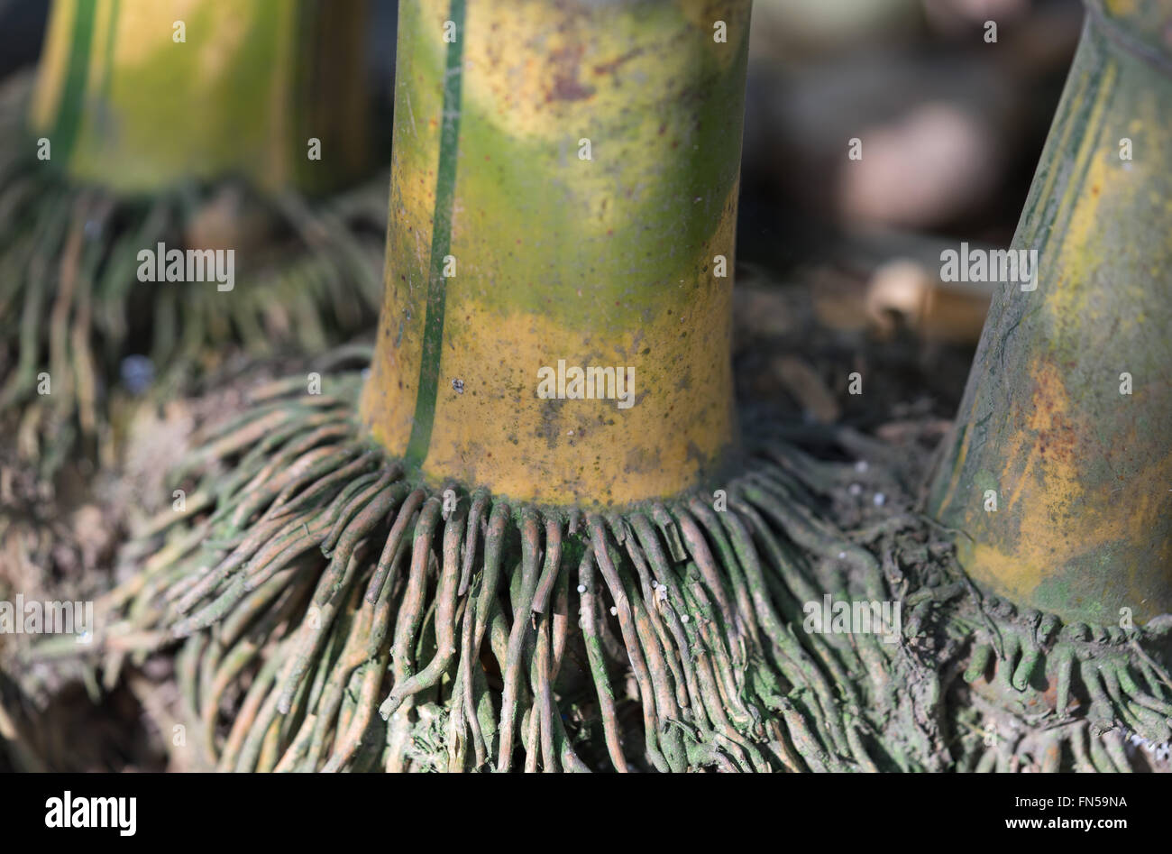 Green bamboo spiral hi-res stock photography and images - Alamy