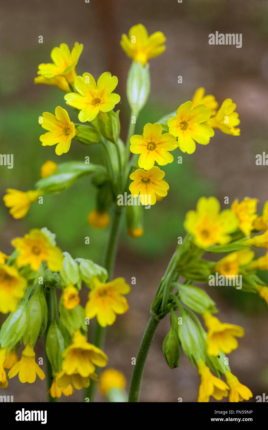 Primrose cowslip hi-res stock photography and images - Alamy