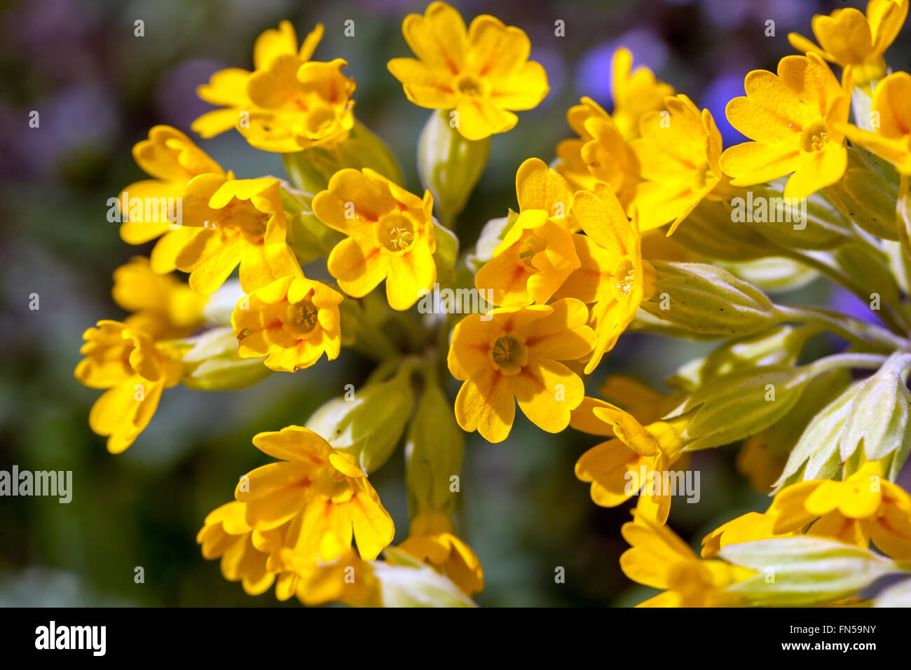 Primrose cowslip hi-res stock photography and images - Alamy