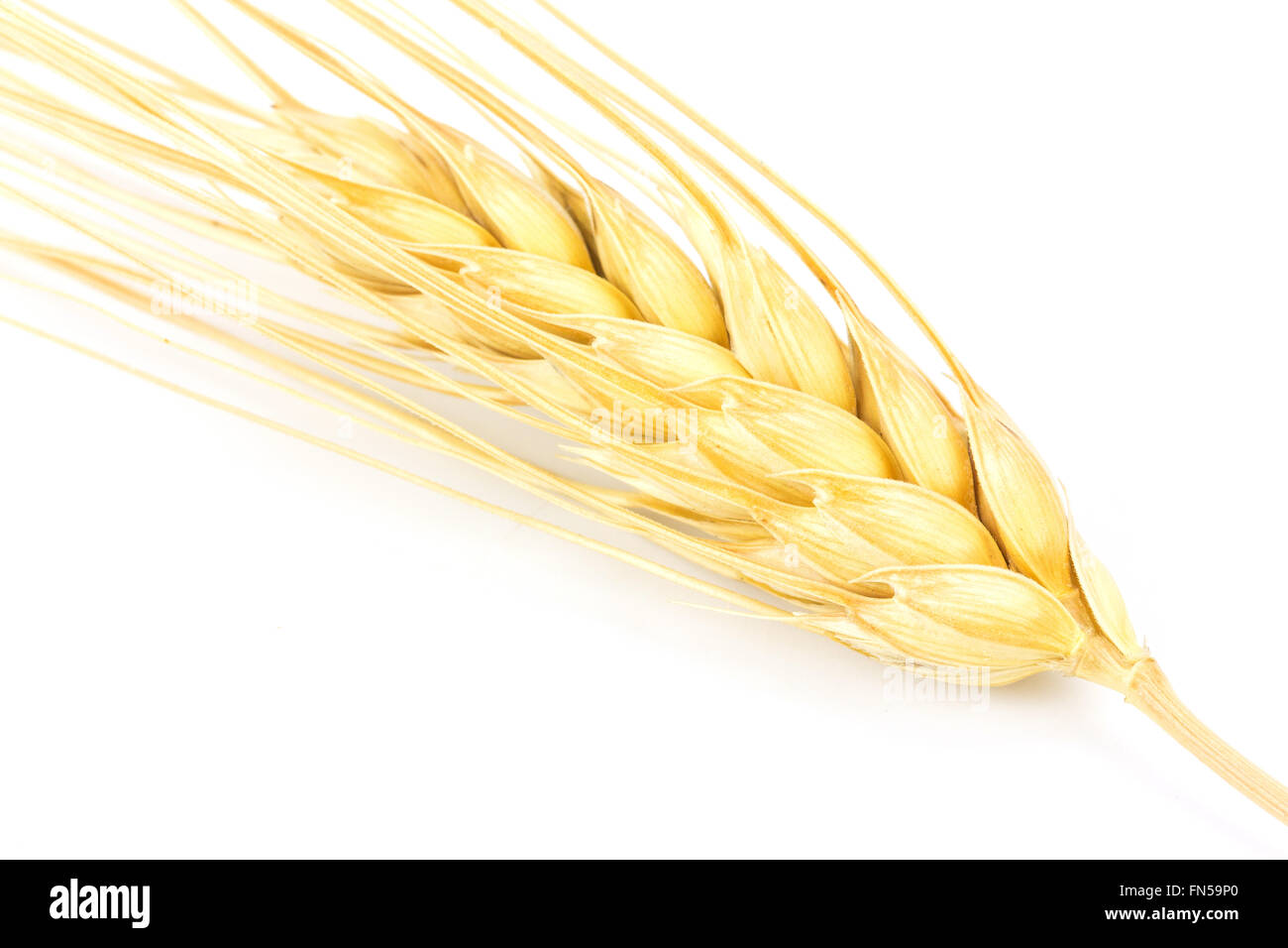 Barley Isolated on white background Stock Photo - Alamy
