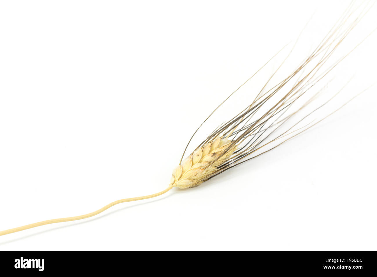 Barley crop field agricultural Cut Out Stock Images & Pictures - Alamy