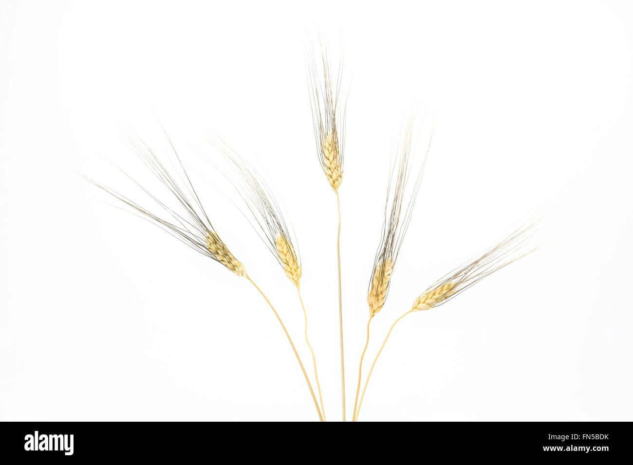 Barley Isolated on white background Stock Photo - Alamy