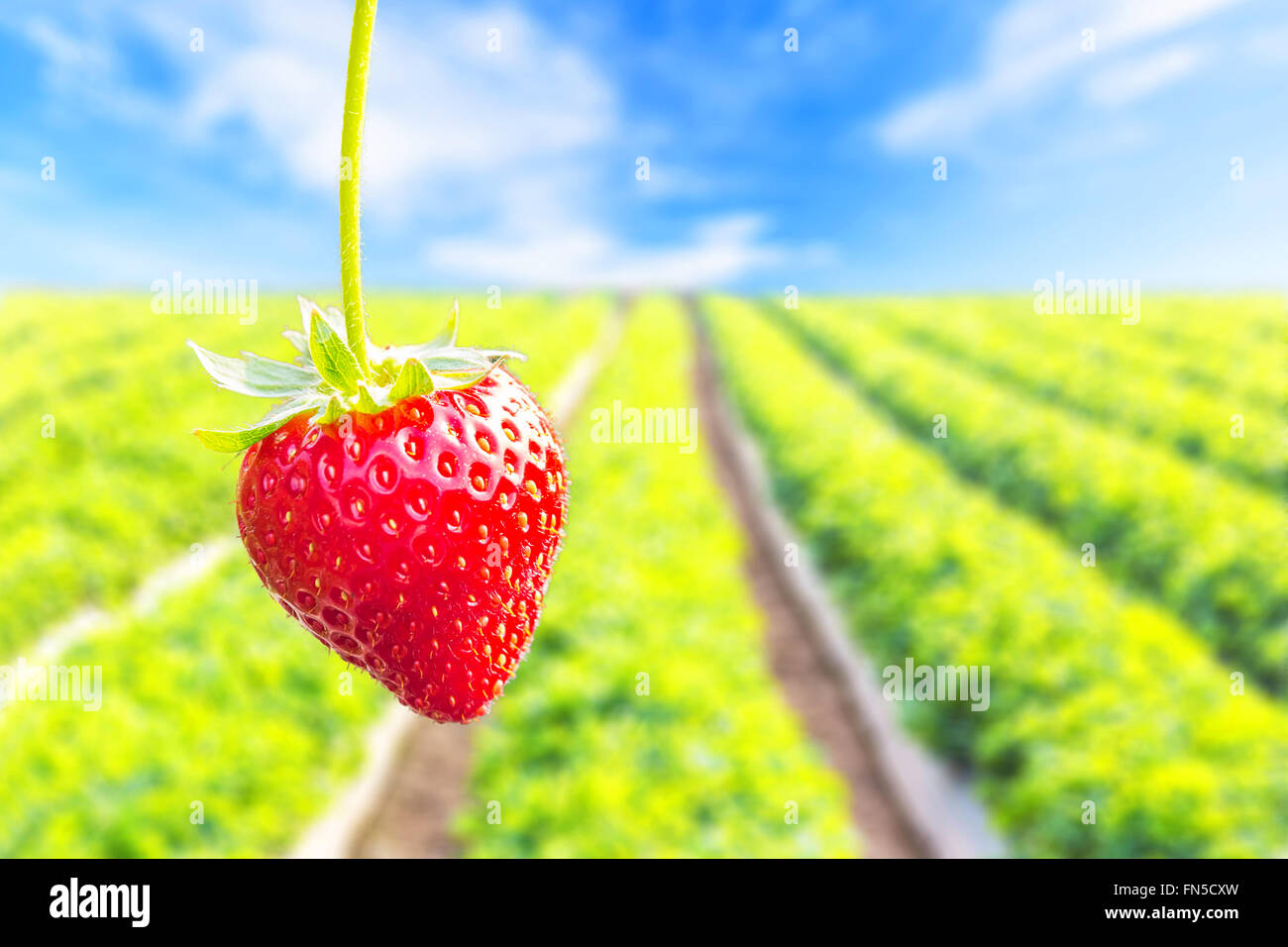Close up shot strawberry with planting strawberry background Stock ...