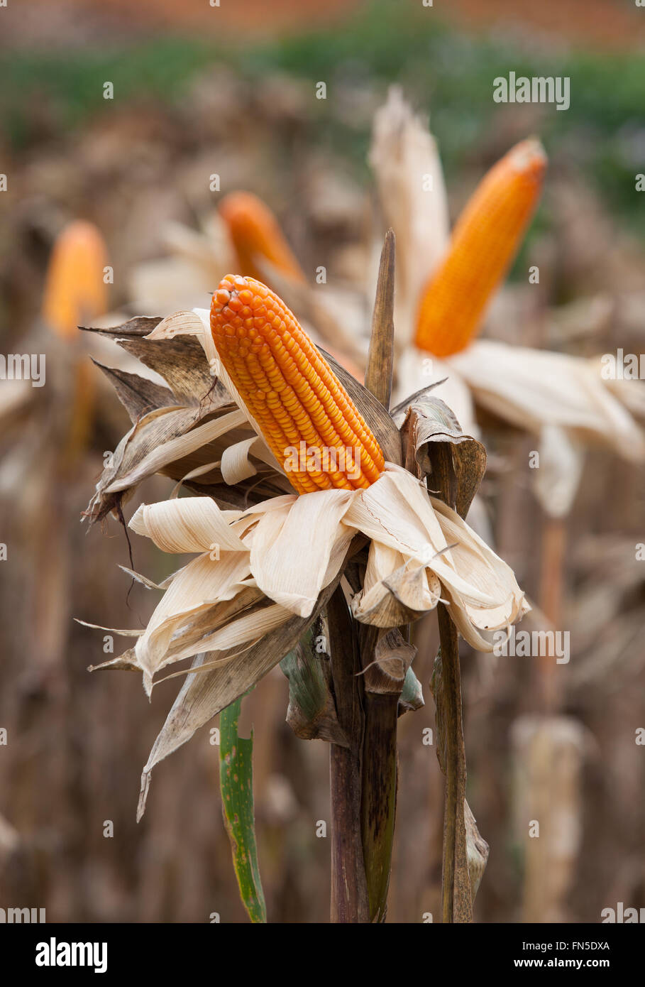 Corn on the field in time of harvest Stock Photo - Alamy
