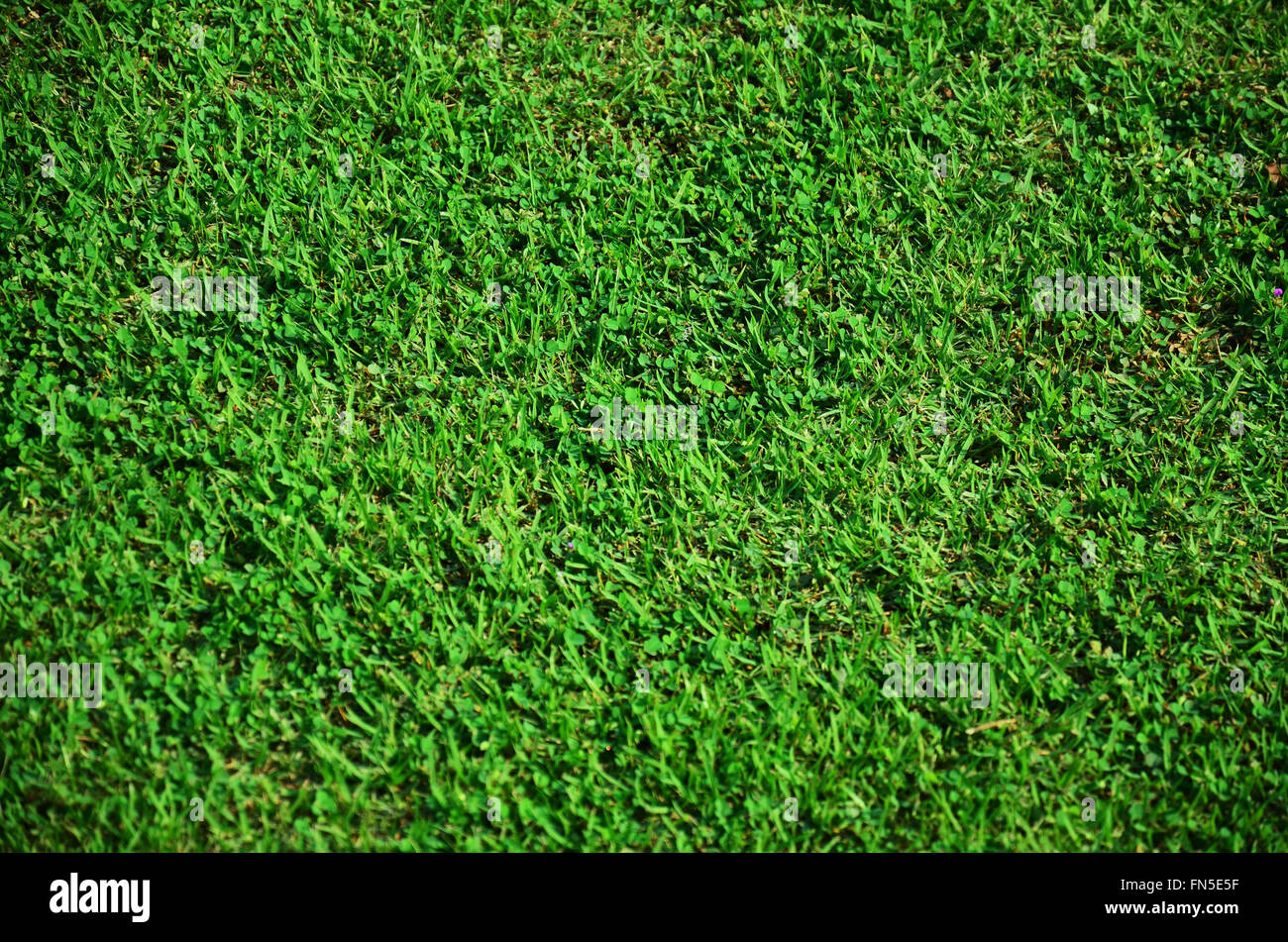 Grass and leaf background on floor in garden Stock Photo - Alamy