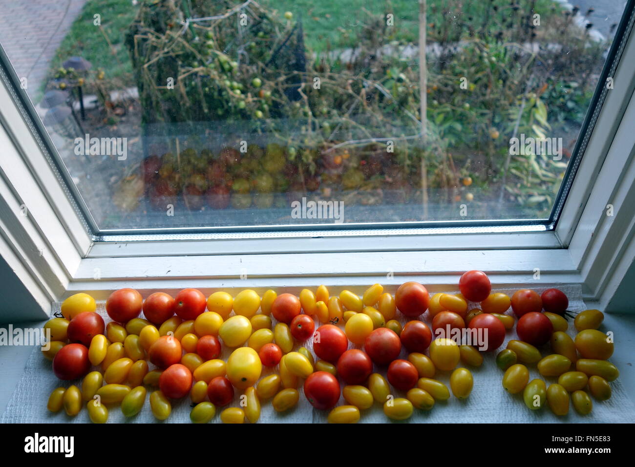 Windowsill and tomatoes hi-res stock photography and images - Alamy