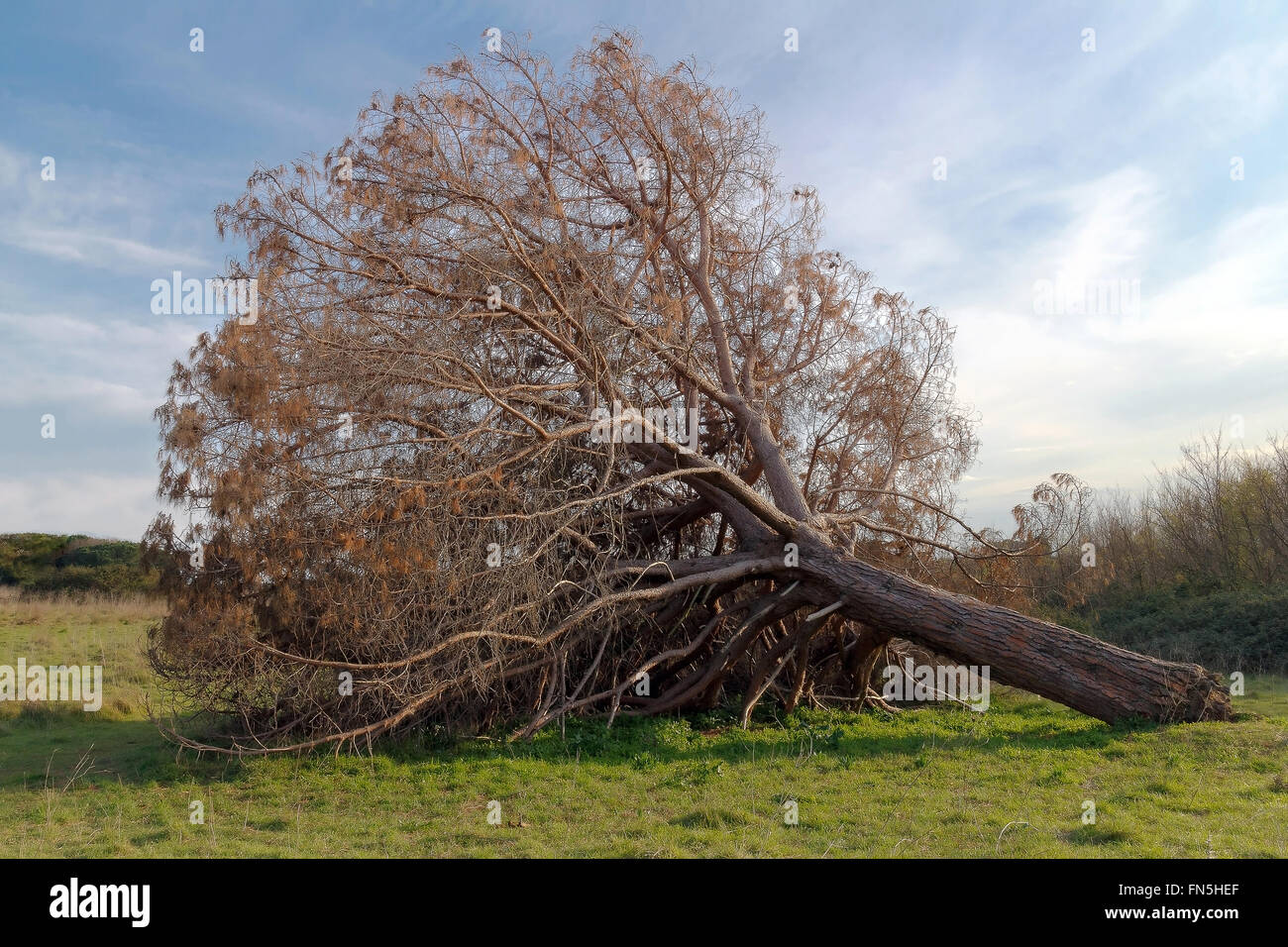 A tree with trunk broken by the wind, still lying on the grass dead ...