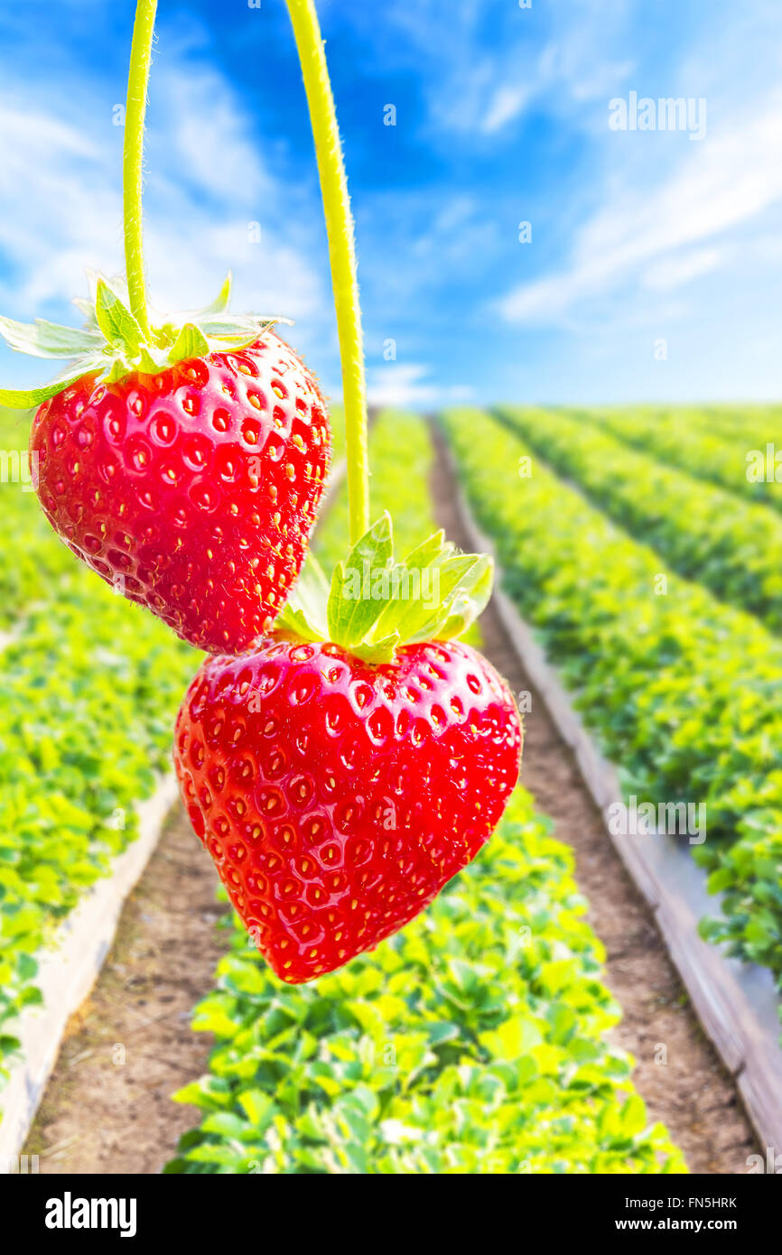 Close up shot strawberry with planting strawberry background Stock ...