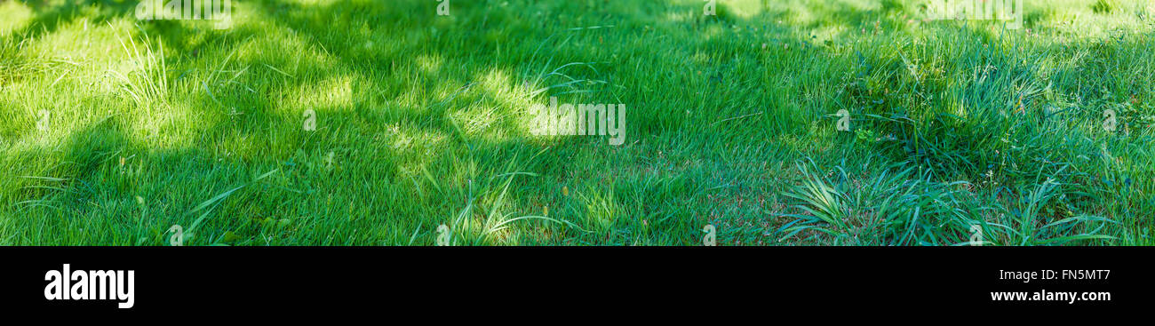 Natural green grass texture hi-res stock photography and images - Alamy