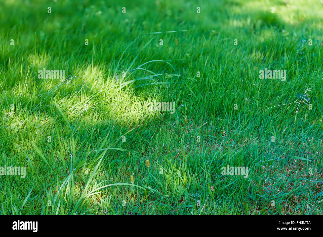 natural background texture from fresh spring green grass Stock Photo ...