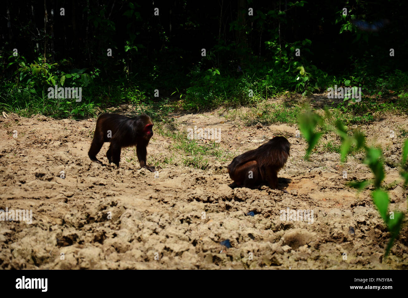 Monkey Stump-tailed macaque or Bear macaque eating Salt licks at ...