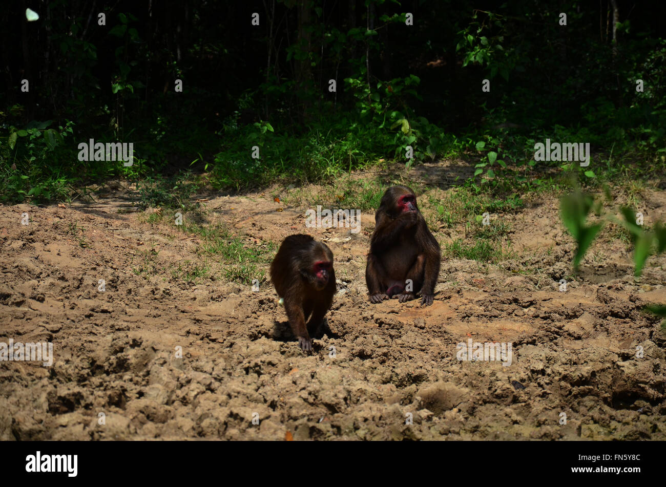 Monkey Stump-tailed macaque or Bear macaque eating Salt licks at ...