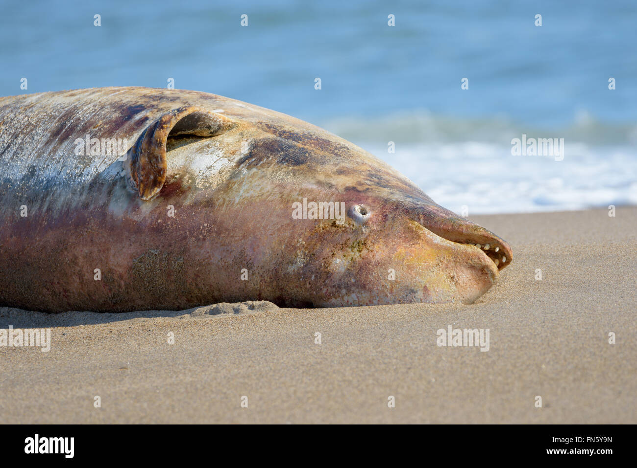 The carcass of a dead beluga. Sakhalin island, Russia Stock Photo - Alamy