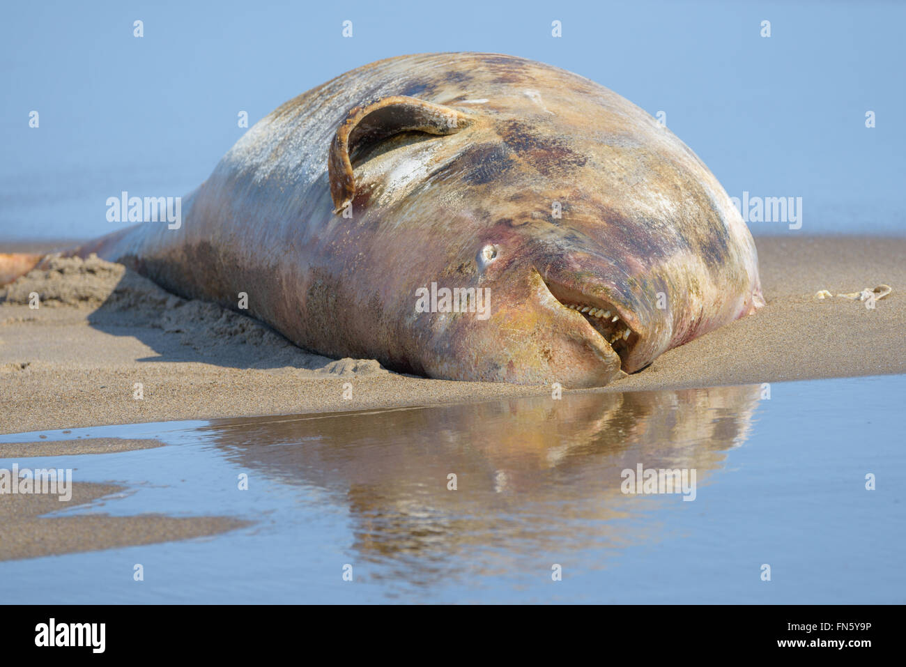 Beluga whale dead hi-res stock photography and images - Alamy