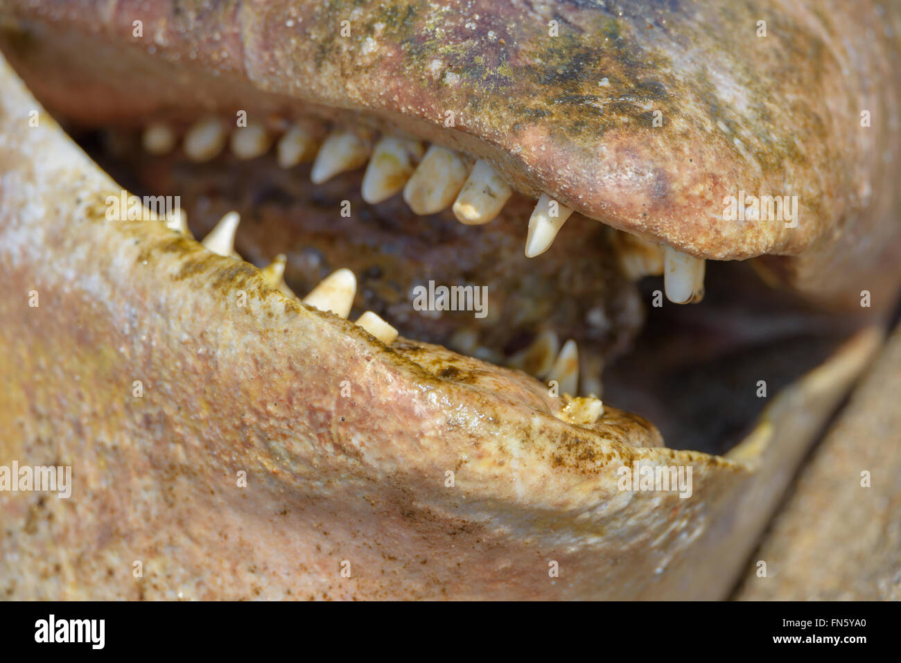 Dead beluga whale hi-res stock photography and images - Alamy