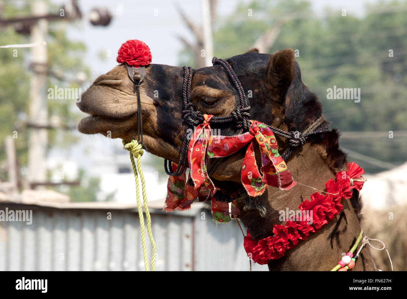 Decorated camel's head Stock Photo - Alamy