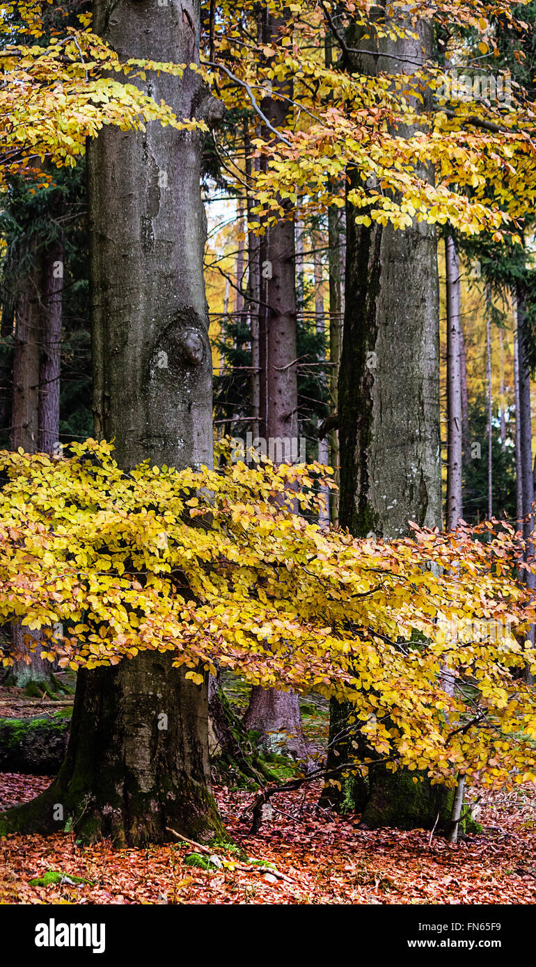 Beech tree trees hi-res stock photography and images - Alamy