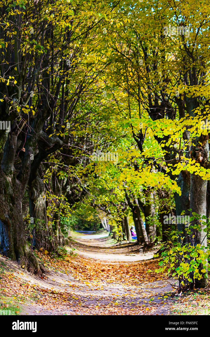 Old lime trees hi-res stock photography and images - Alamy