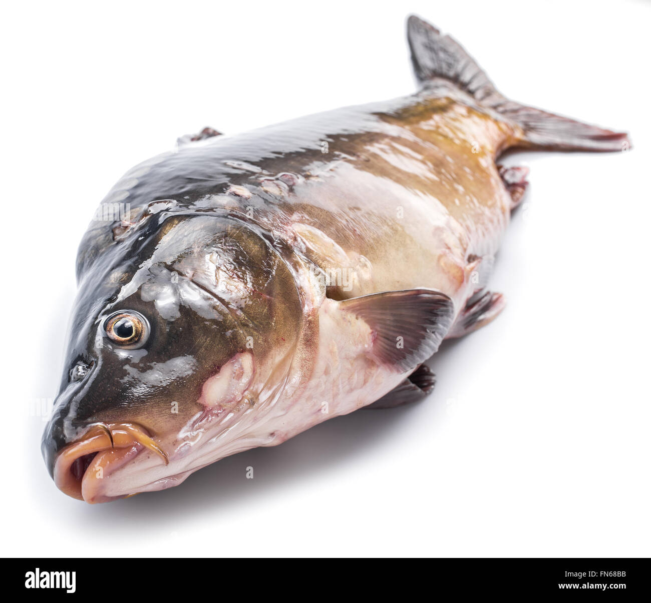 Common carp -food fish isolated on a white background Stock Photo - Alamy