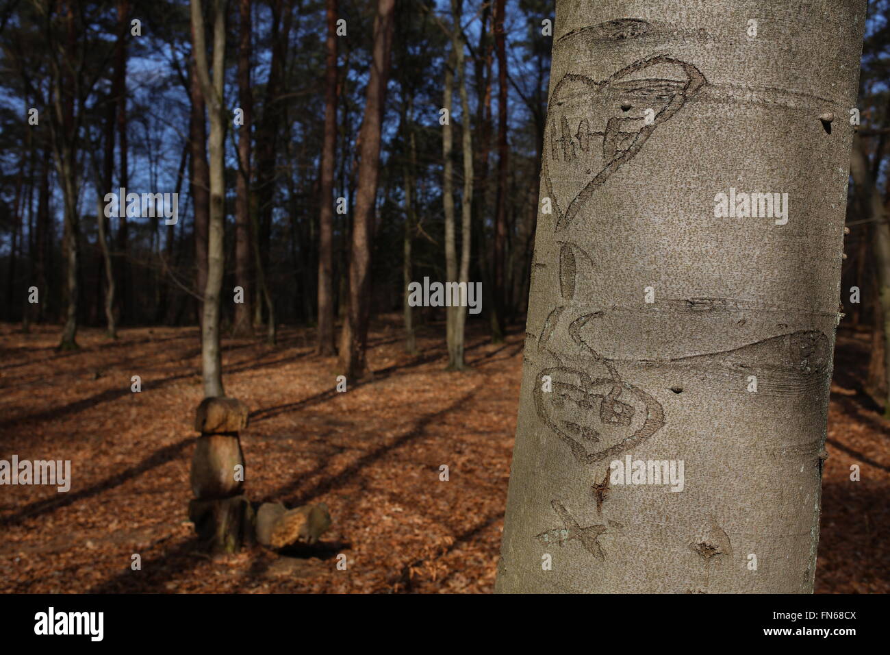 Shadows on the ground in forrest (Königsforst) Cologne, NRW, Germany ...