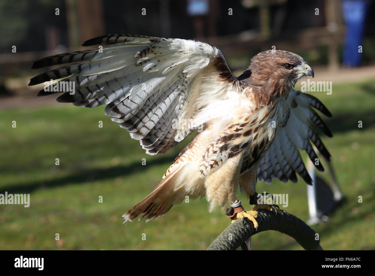 Red-tailed hawk (Buteo jamaicensis) Greifvogelstation Gut Leidenhausen ...