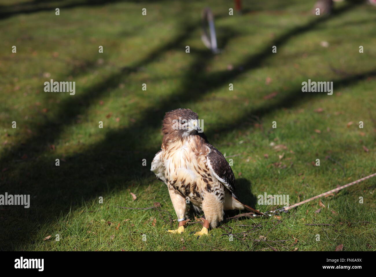 Red-tailed hawk (Buteo jamaicensis) Greifvogelstation Gut Leidenhausen ...