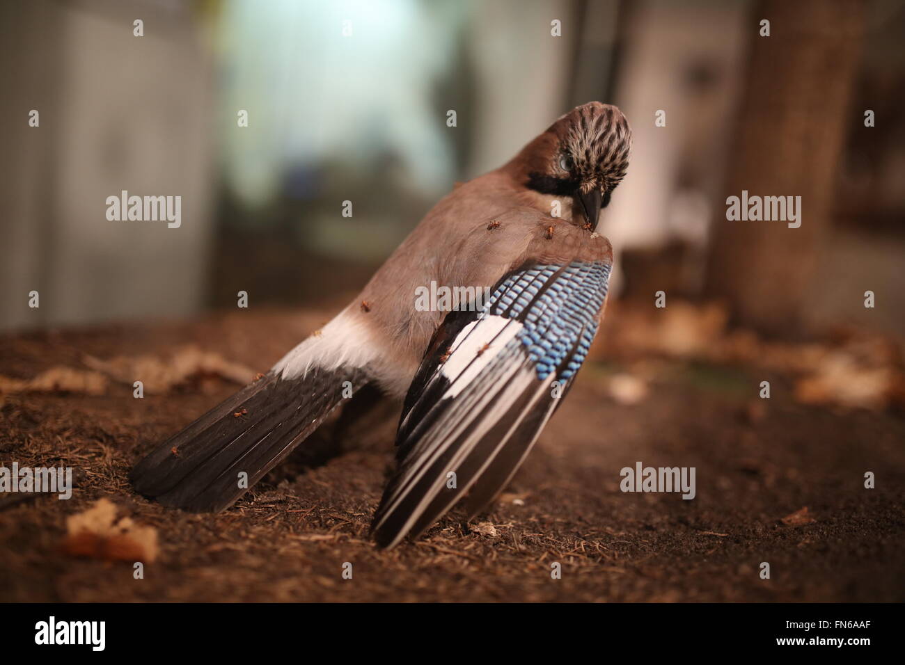 Eurasian jay ants hi-res stock photography and images - Alamy