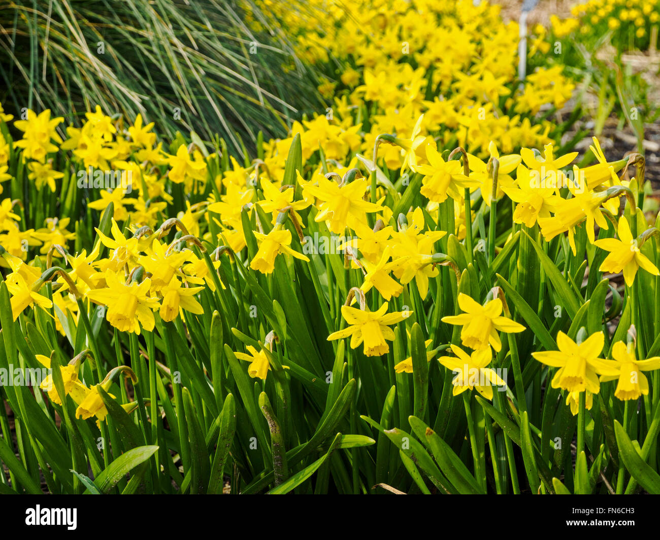 Tete-a-Tete miniature daffodils are part of the narcissus family and ...
