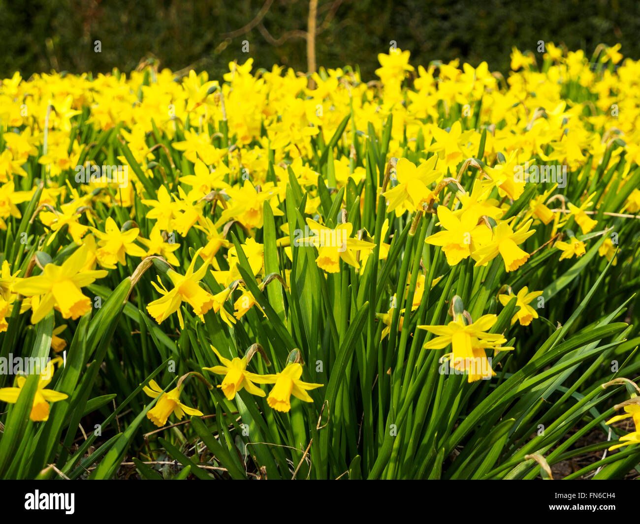 Miniature daffodils hi-res stock photography and images - Alamy