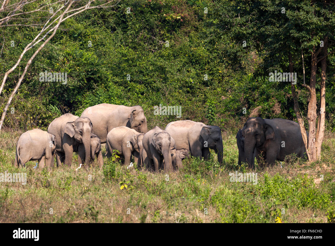 A herd of wild Indian elephants (Elephas maximus indicus) in the Kui ...