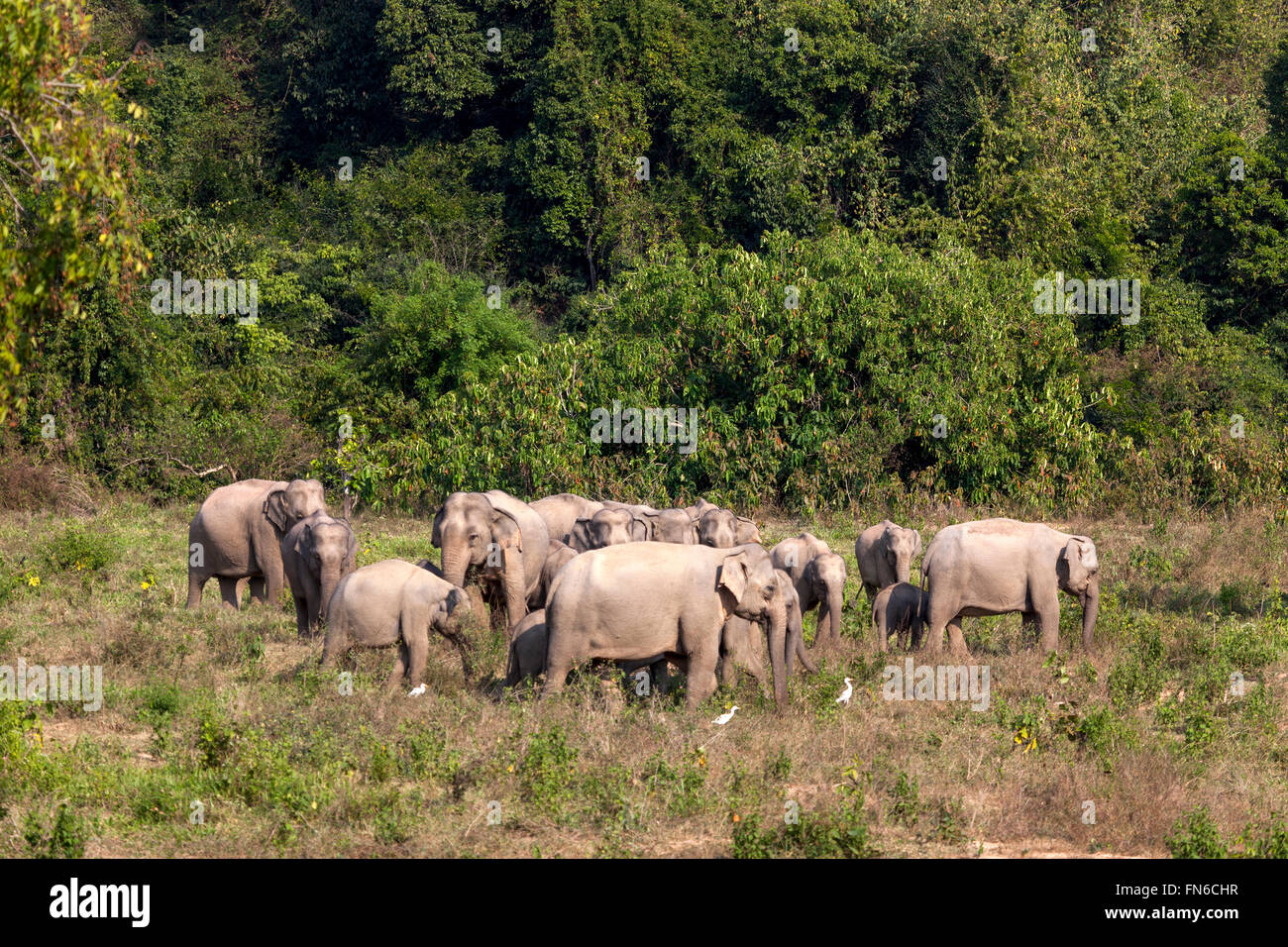 Rounding up cows hi-res stock photography and images - Alamy