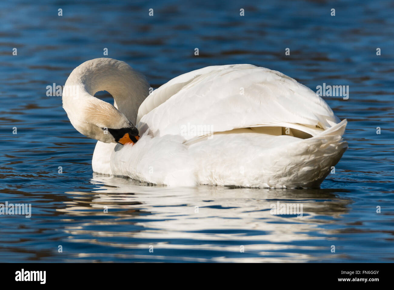 swan cleaning plumage Stock Photo - Alamy