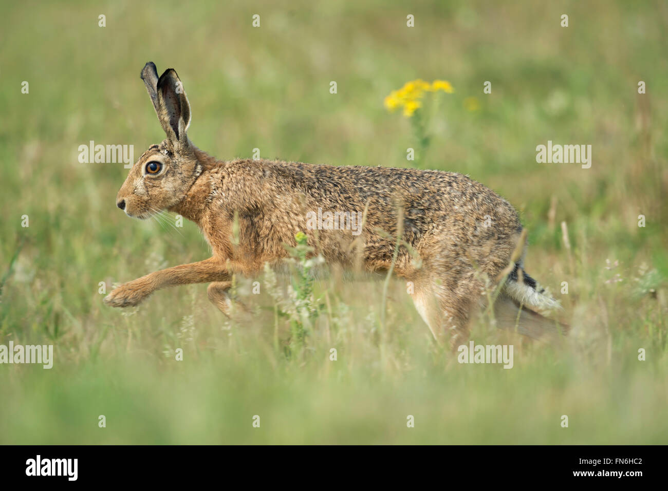 Brown Hare / European Hare / Feldhase ( Lepus europaeus ) running ...