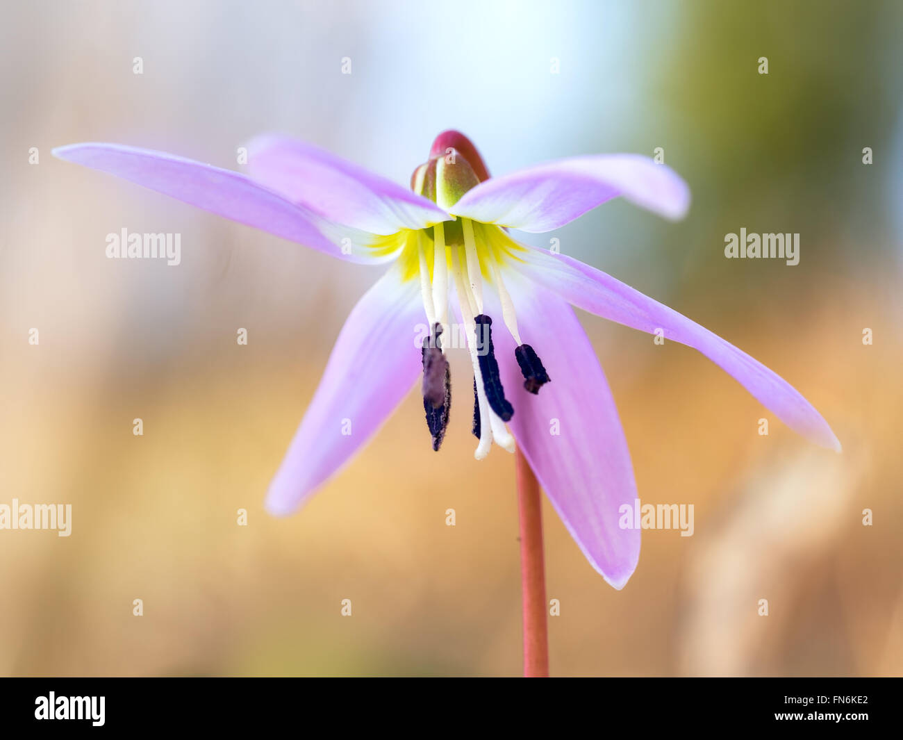 Erythronium dens-canis, Dog's tooth violet. Wild spring flower Stock ...